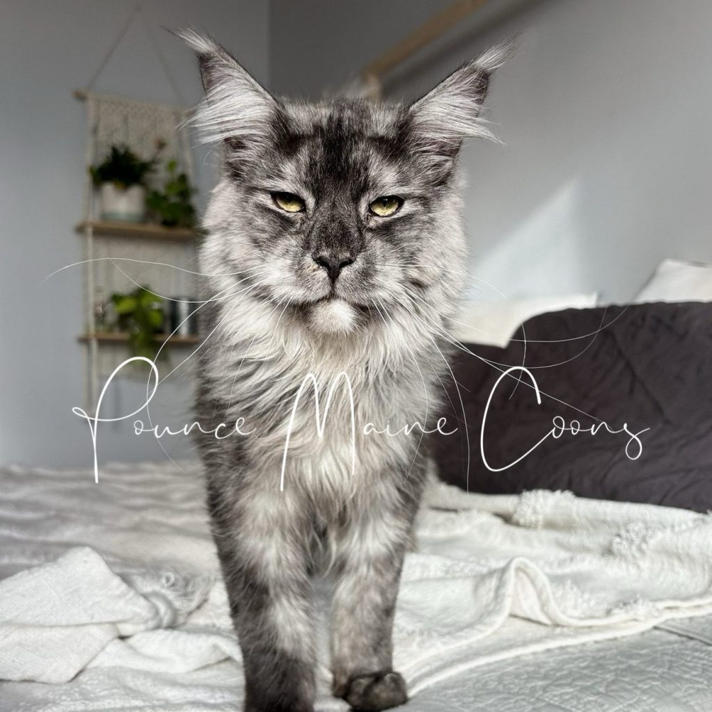 Health Tested, Blue Eyed, Polydactyl Maine Coons in Illinois | Maine ...