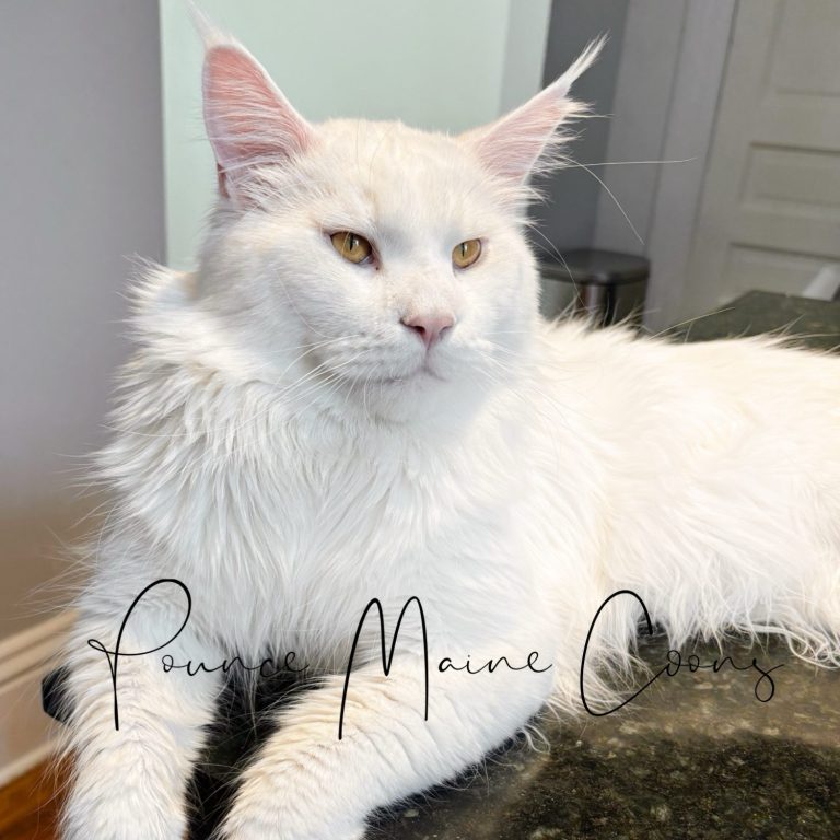 Health Tested, Blue Eyed, Polydactyl Maine Coons in Illinois | Maine ...