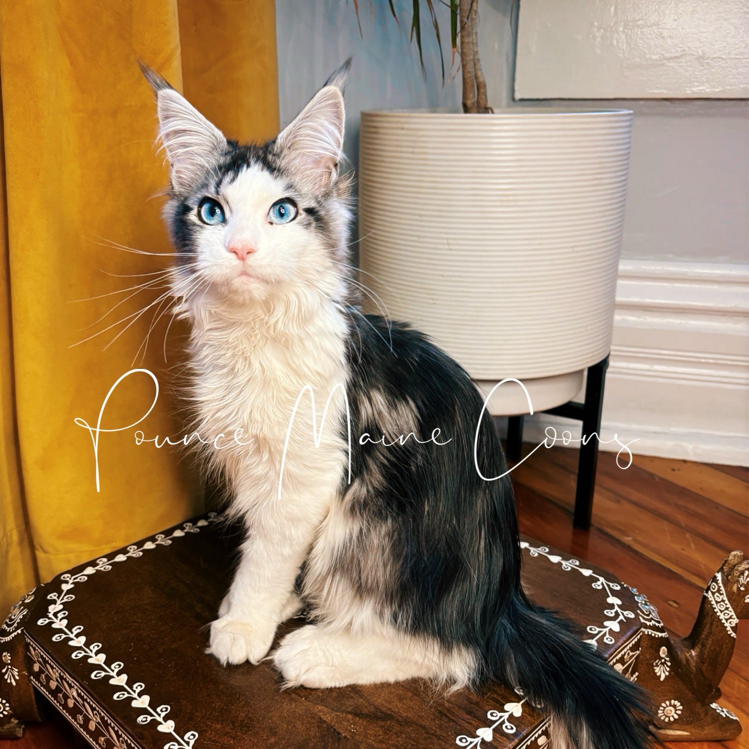 Health Tested, Blue Eyed, Polydactyl Maine Coons in Illinois | Maine ...