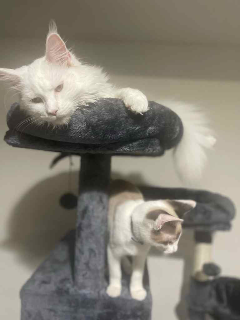 Maine Coons in Illinois | Maine Coon Breeder in the Midwest | Available ...